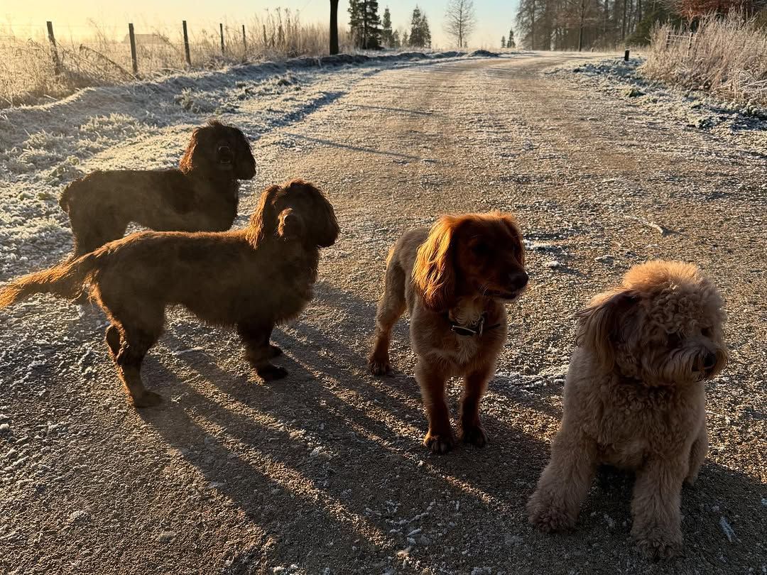 David Beckham's adorable dogs: A glimpse into his quiet country life in ...