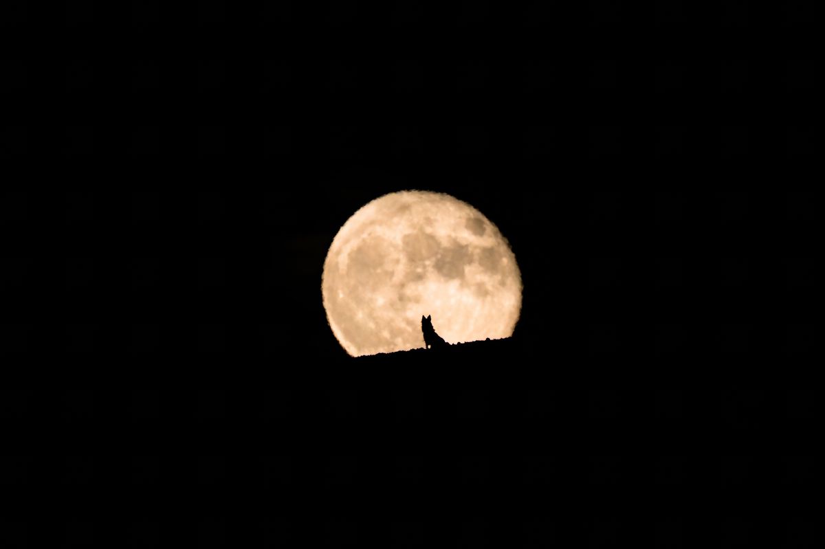 Full Moons in 2025: See the dates, starting with the Wolf Moon