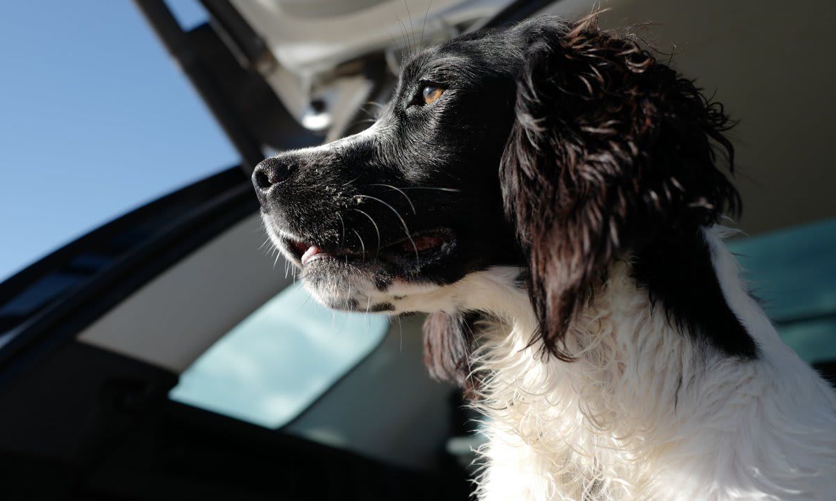 Dog behaviors: Strange things dogs do and why they do them