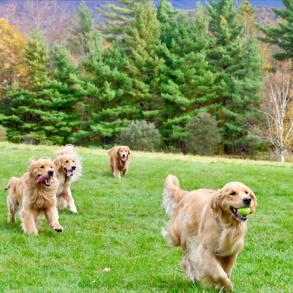 Pet of the week: This Golden Retriever farm allows guests to play with ...
