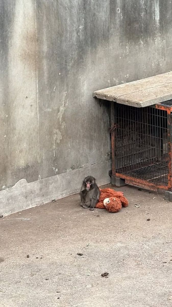 Lisa of Blackpink Visits Punch, the Viral Baby Monkey at Ichikawa Zoo