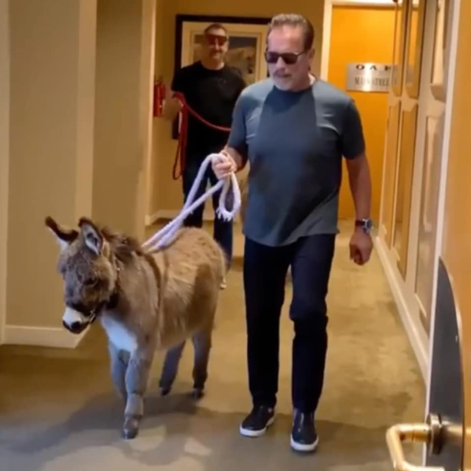 donkey calf arnold