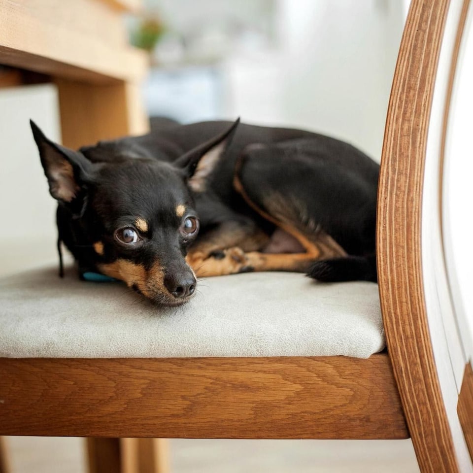 10 dog breeds that don’t grow too big