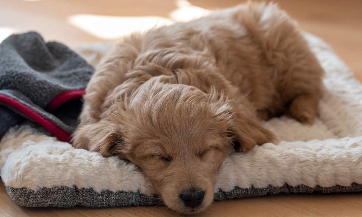 Dog behaviors: Strange things dogs do and why they do them