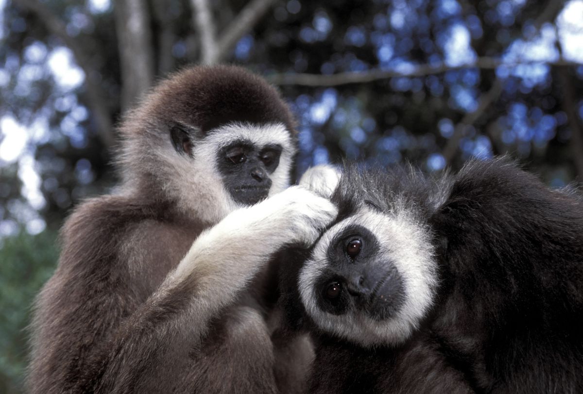Wild affairs: animals that cheat on their partners and the reasons why