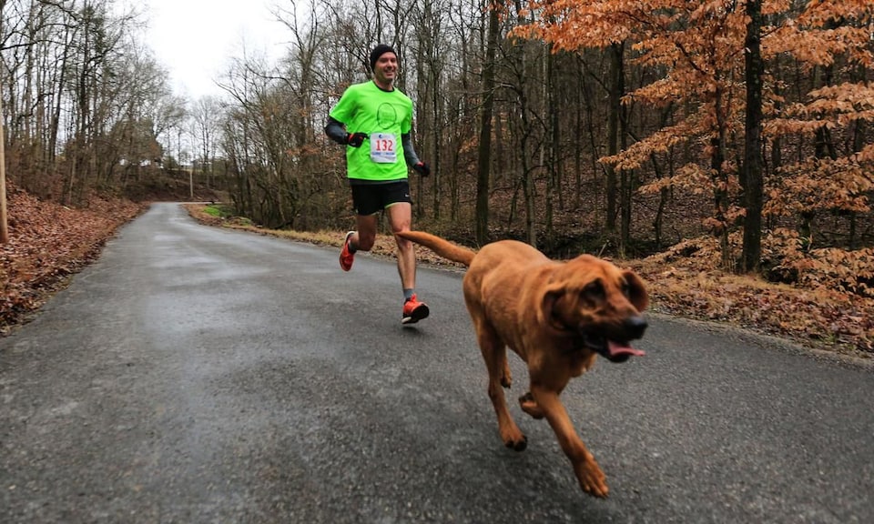 Pet of the week: Meet Ludivine, the dog who accidentally ran a marathon ...