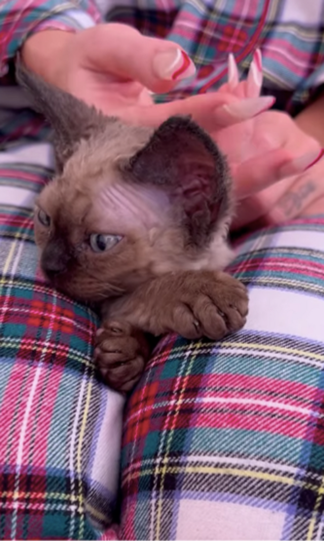 Machine Gun Kelly and Megan Fox have three pets now!