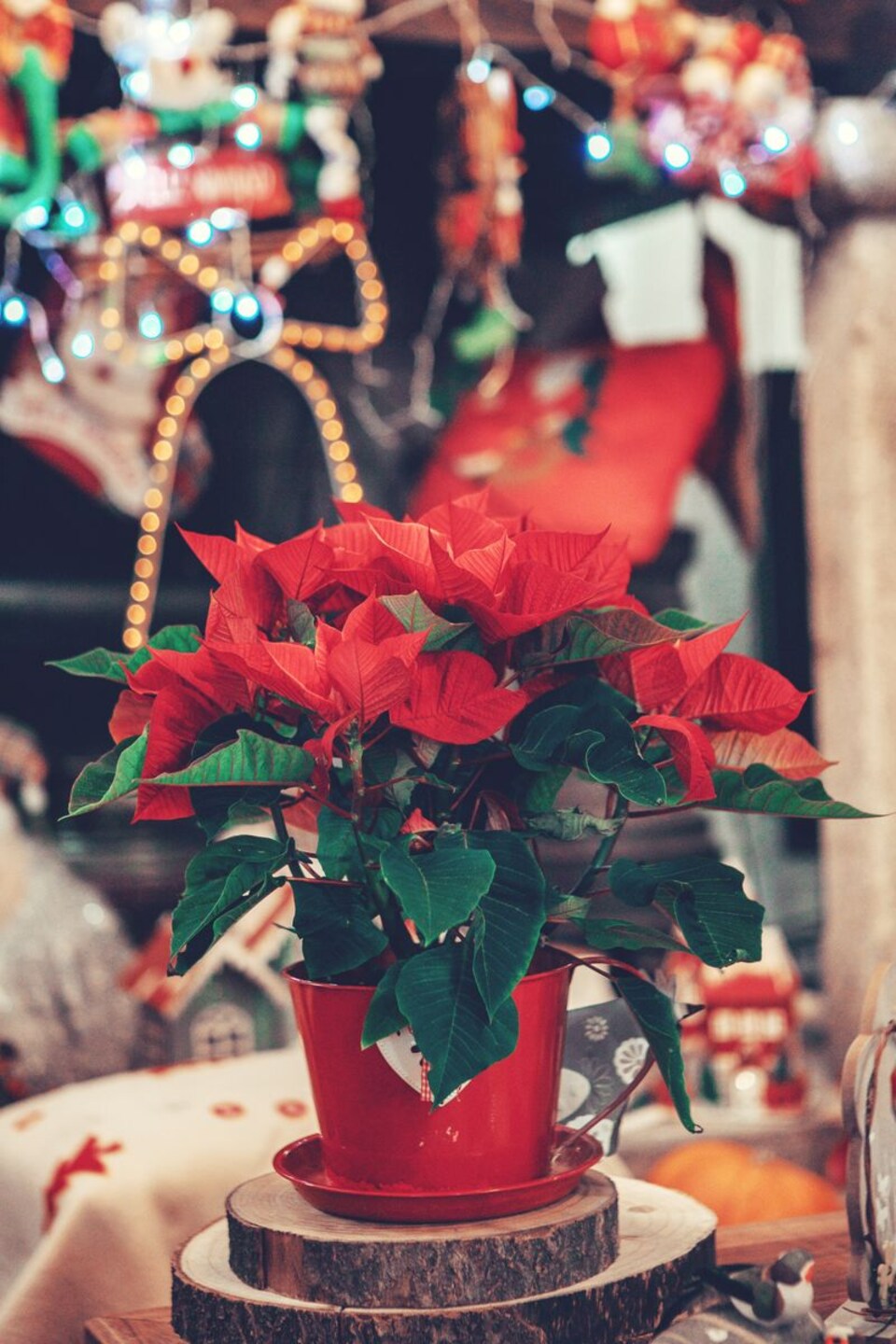 The poinsettia is a 'mortal flower' with indigenous roots: How did it ...