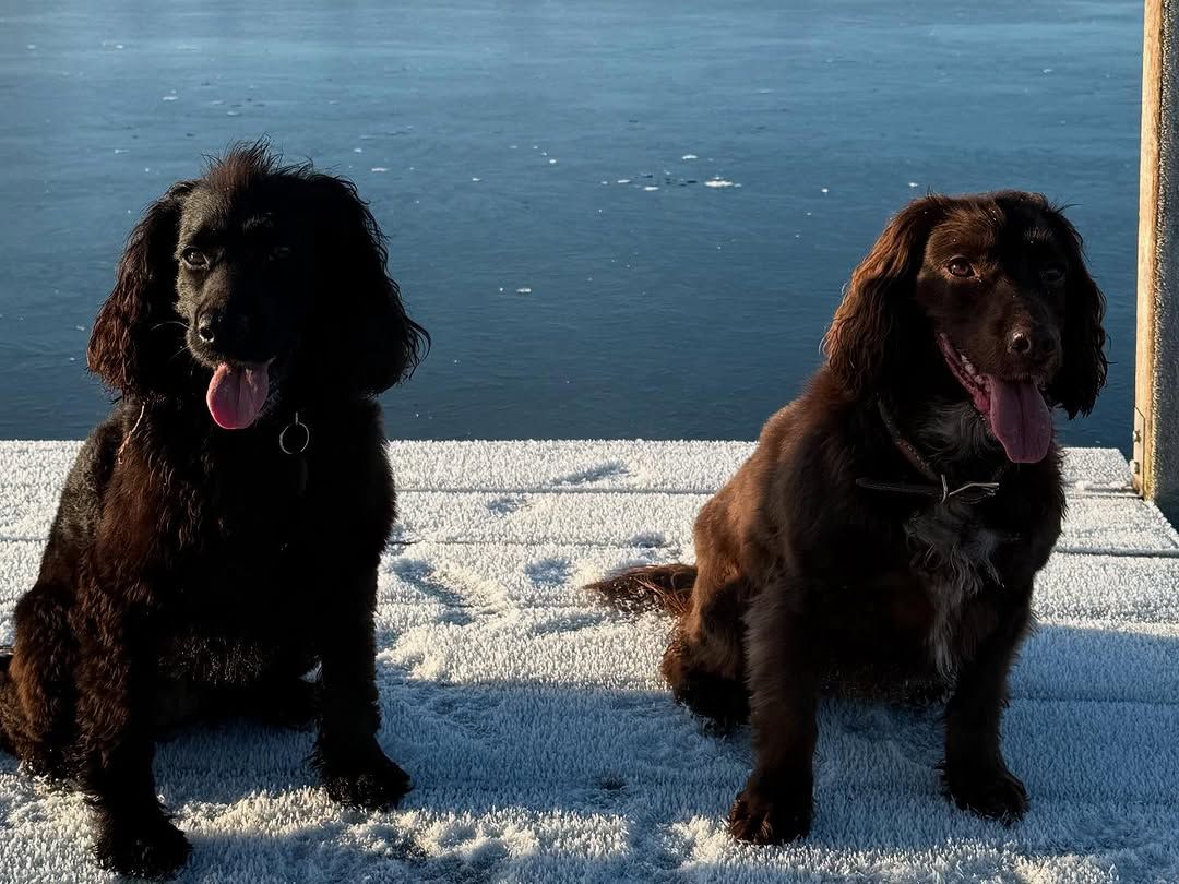 David Beckham's adorable dogs: A glimpse into his quiet country life in ...
