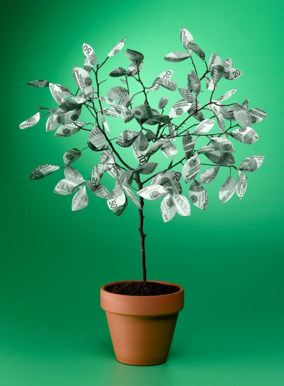 Top 9 plants believed to attract wealth and prosperity into your home