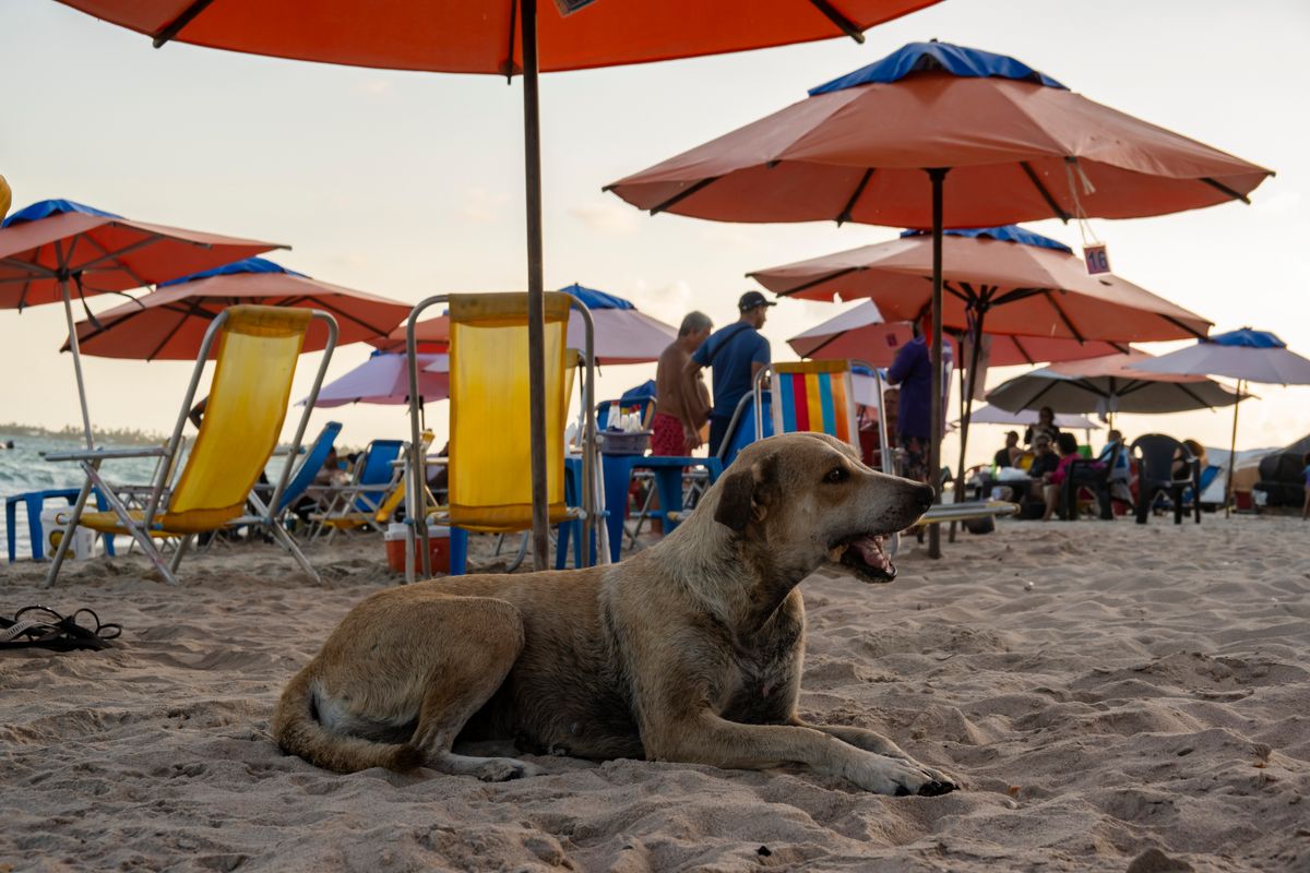 Pet of the week: Meet Caramelo, Brazil’s new national icon going viral