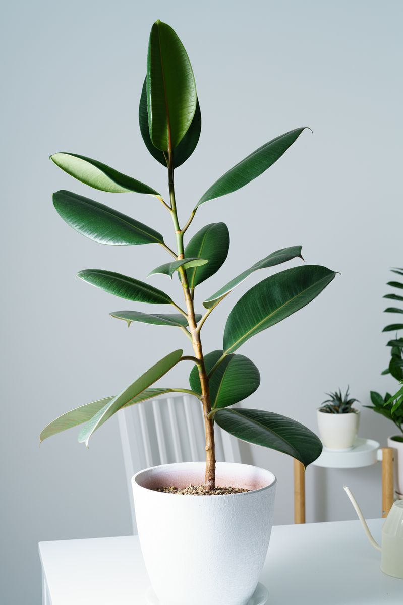 Top 9 plants believed to attract wealth and prosperity into your home