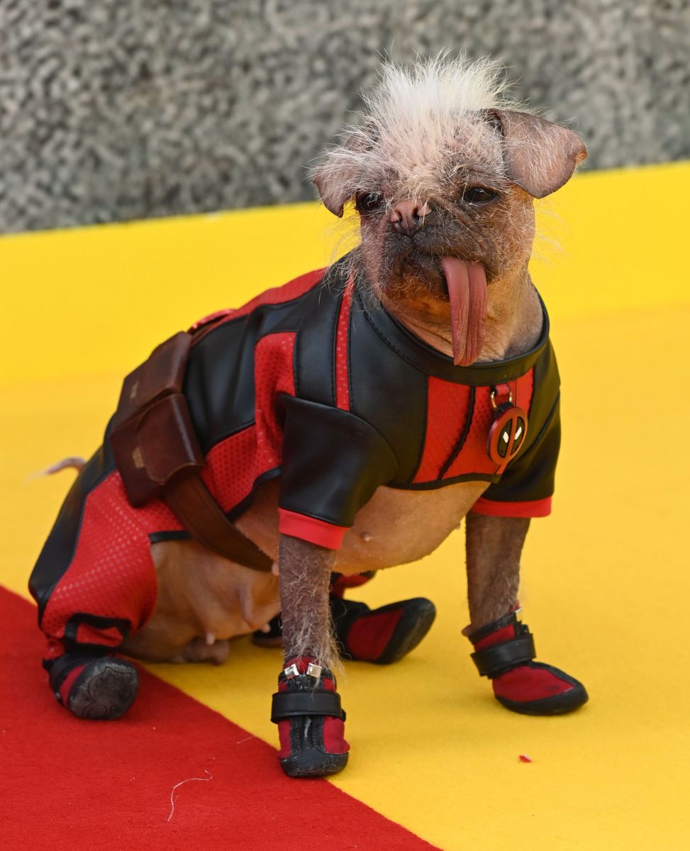 Pet of the week: Meet Peggy, Britain's ugliest dog and the new Marvel star