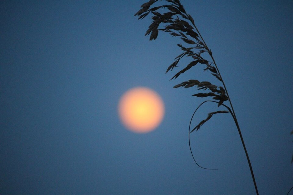 The full Sturgeon Moon in August: Everything you need to know