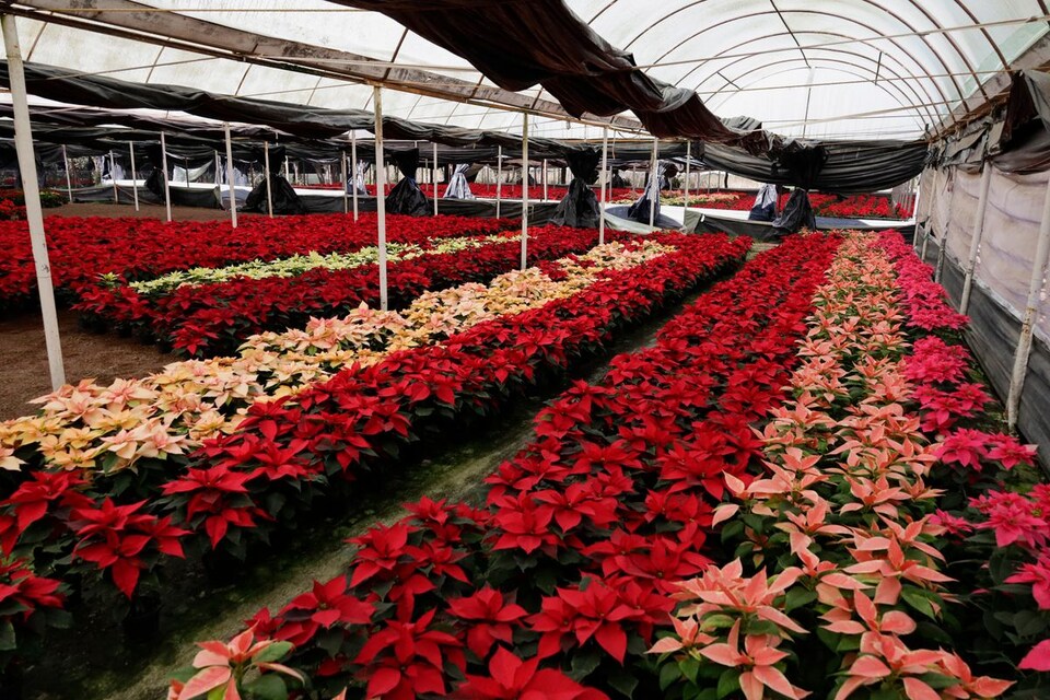 The poinsettia is a 'mortal flower' with indigenous roots: How did it ...
