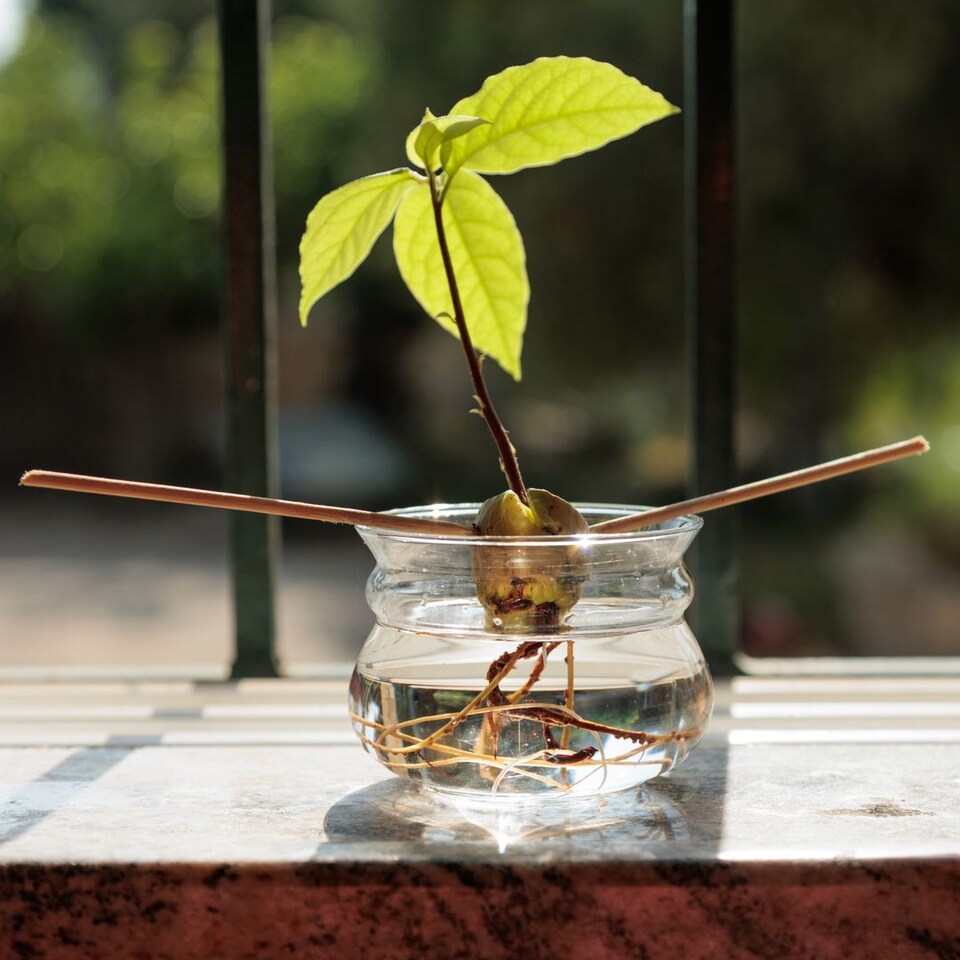 How to grow an avocado plant at home